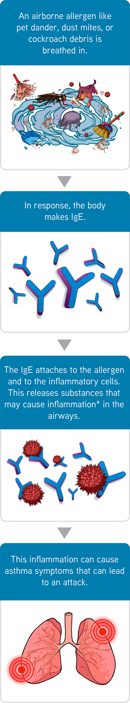 How XOLAIR® (omalizumab) May Work to Treat Allergic Asthma